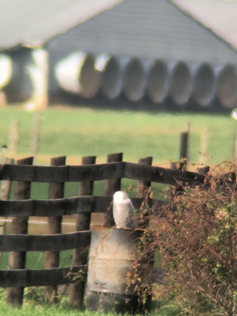 ML626290095 - Snowy Owl - Macaulay Library