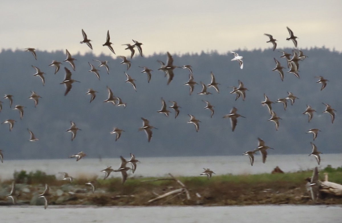 eBird Checklist - 14 Nov 2024 - Skagit Wildlife Area--Fir Island Farm ...