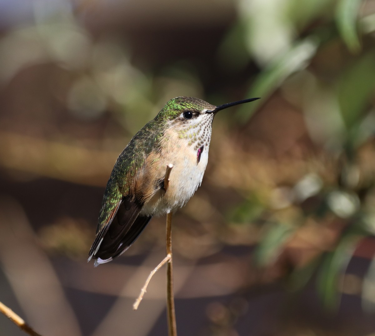 eBird Checklist - 15 Nov 2024 - Hackney Rd - 5 species