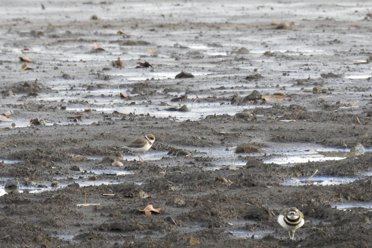 eBird Checklist - 15 Nov 2024 - Fern Ridge WMA--Perkins Peninsula - 24 ...