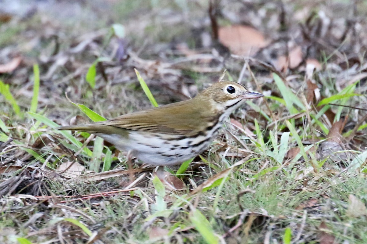 eBird Checklist - 15 Nov 2024 - Amberjack Environmental Park--Lemon ...
