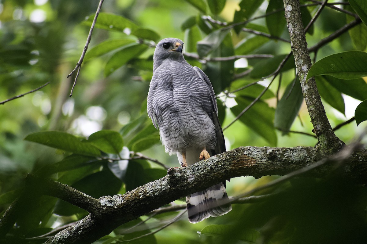 ML626302333 - Gray Hawk - Macaulay Library
