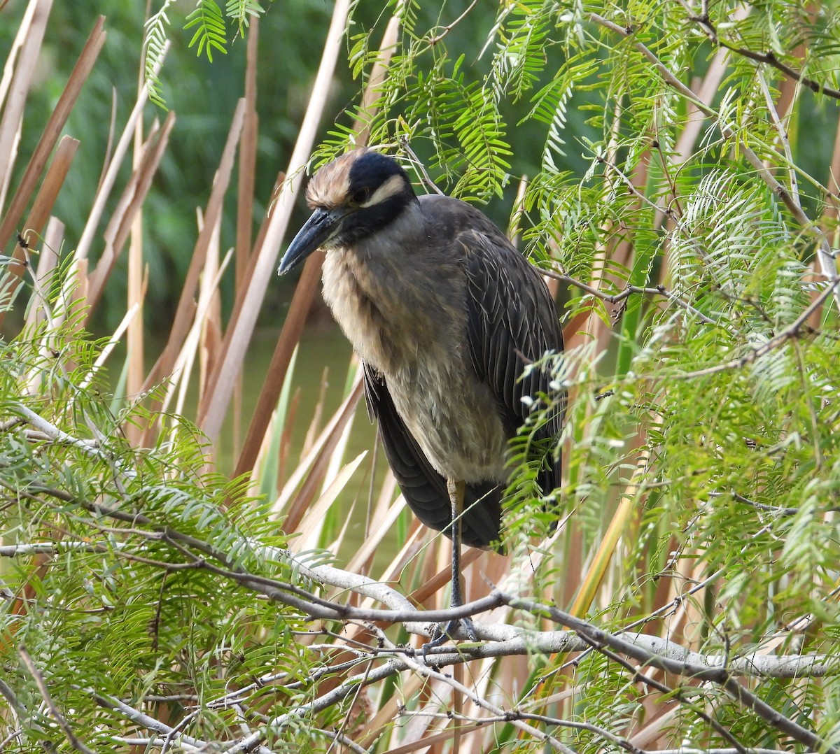 ML626309709 - Yellow-crowned Night Heron - Macaulay Library