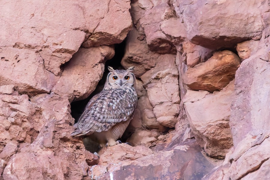 Pharaoh Eagle-Owl (Pharaoh) - eBird