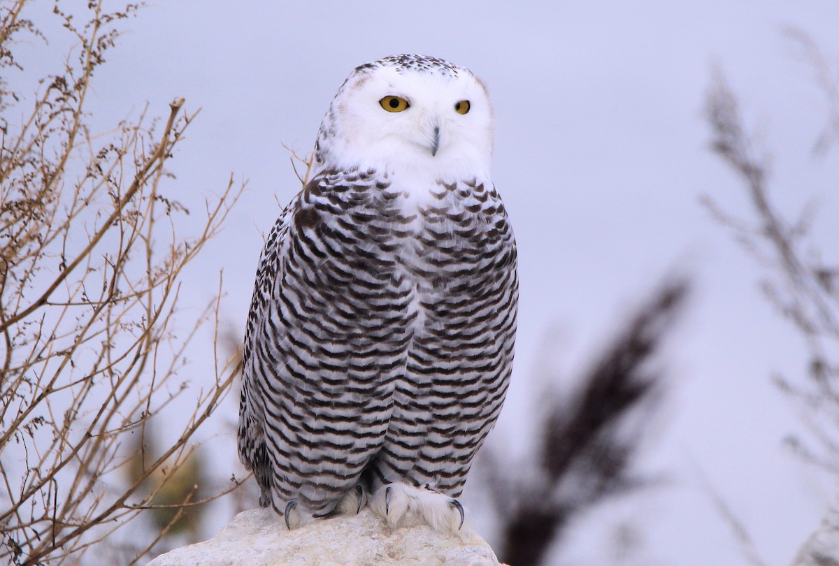 ML626328212 - Snowy Owl - Macaulay Library