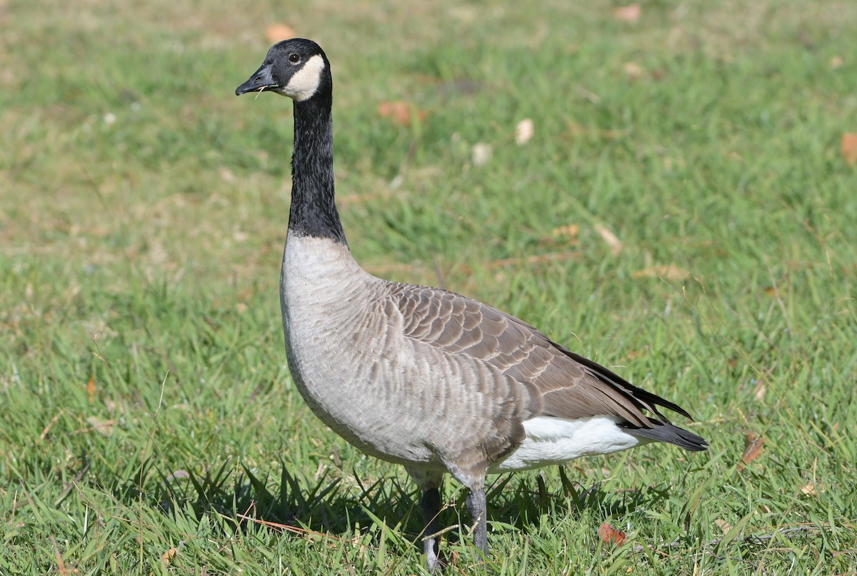 eBird Checklist - 13 Nov 2024 - Ed Levin CP--Sandy Wool-Elm areas - 16 ...