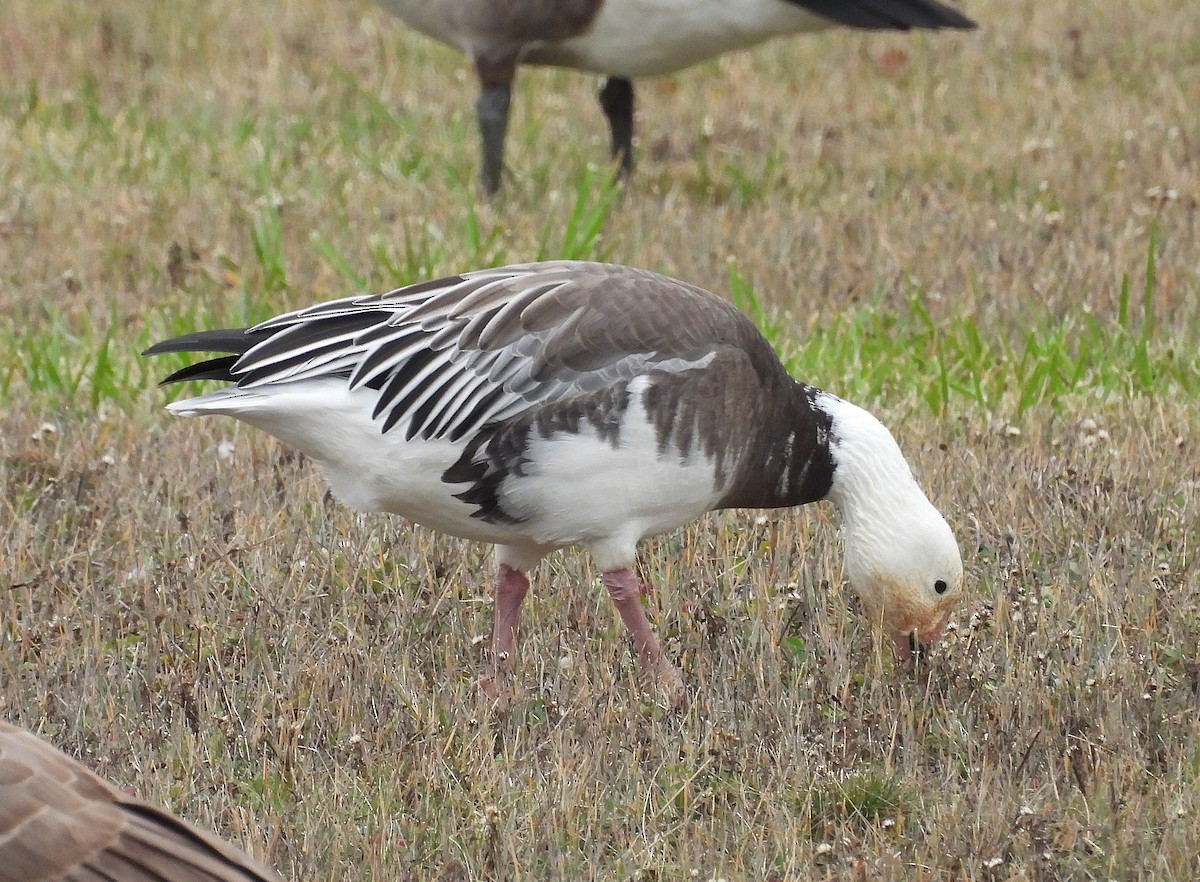 ML626340163 - Snow Goose - Macaulay Library