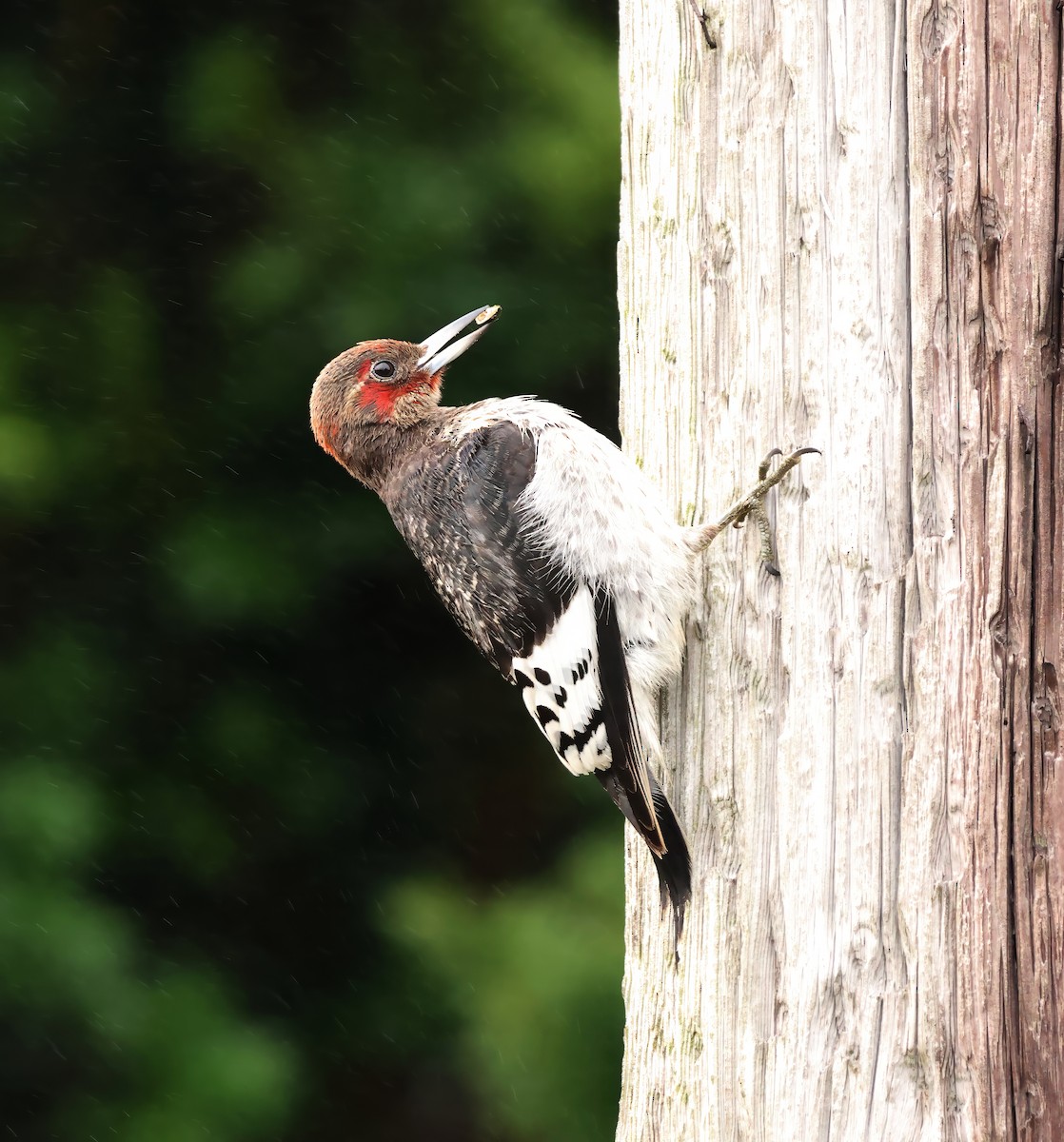 eBird Checklist - 16 Nov 2024 - Lake Echo Canoe Club area - 6 species