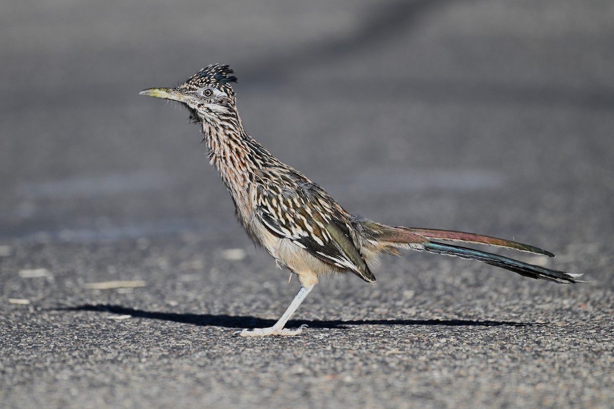 ML626340483 - Greater Roadrunner - Macaulay Library