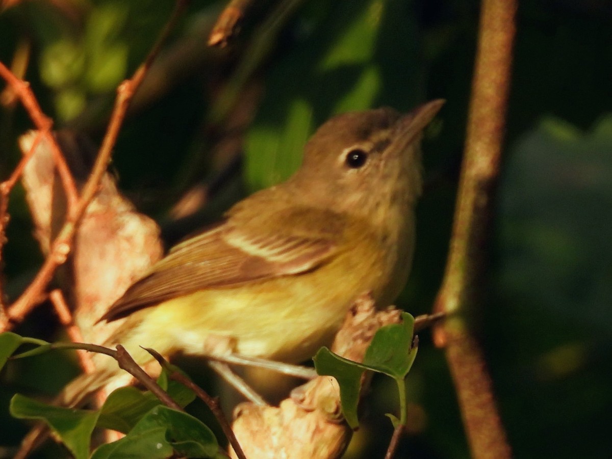 ML626340541 - Bell's Vireo - Macaulay Library