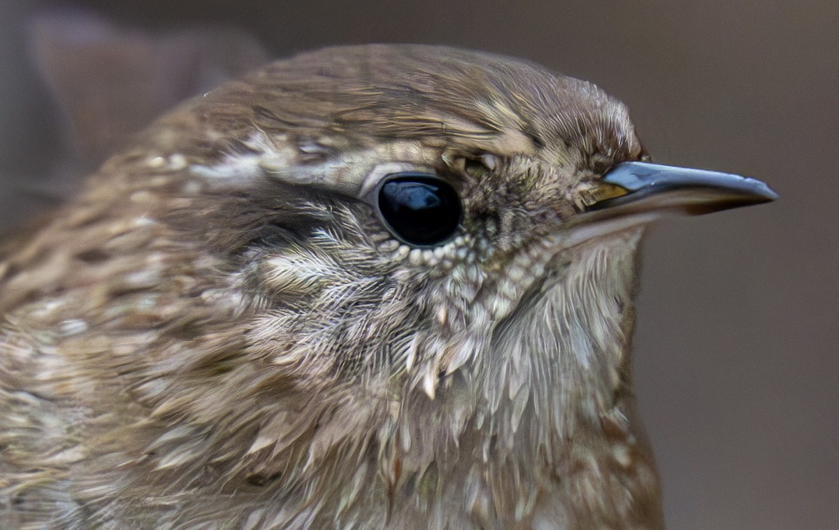 ML626341083 - Winter Wren - Macaulay Library