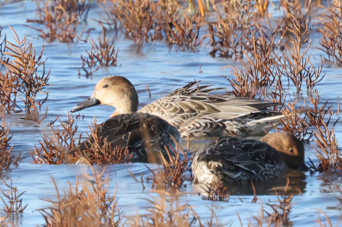 eBird Checklist - 16 Nov 2024 - Parker River NWR - 18 species