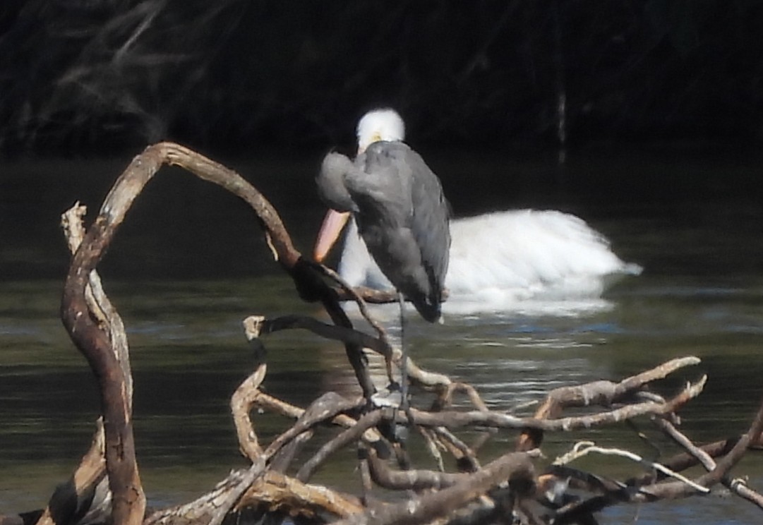 eBird Checklist - 16 Nov 2024 - Gillespie Dam - 18 species