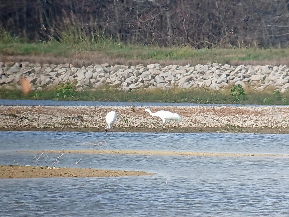 ML626351720 - Whooping Crane - Macaulay Library