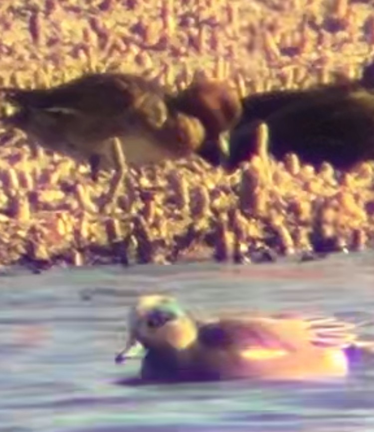 eBird Checklist - 16 Nov 2024 - Jamaica Bay Wildlife Refuge - 46 ...