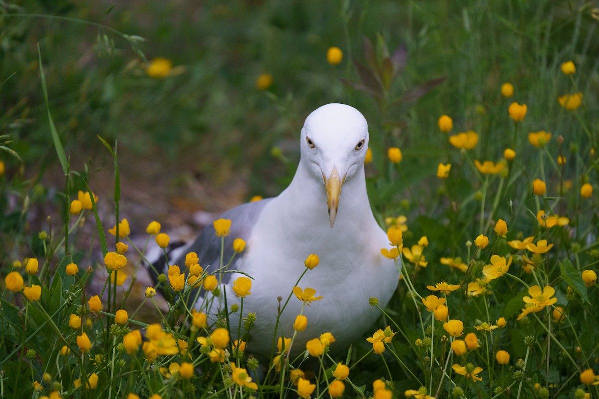 eBird Checklist - 8 Jun 2024 - Isles of Shoals--Appledore Island - 8 ...
