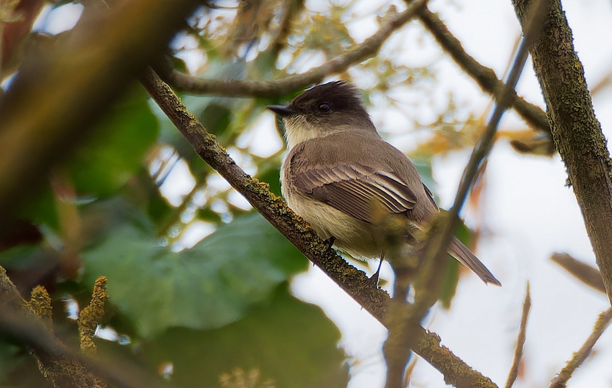 ML626357170 - Eastern Phoebe - Macaulay Library
