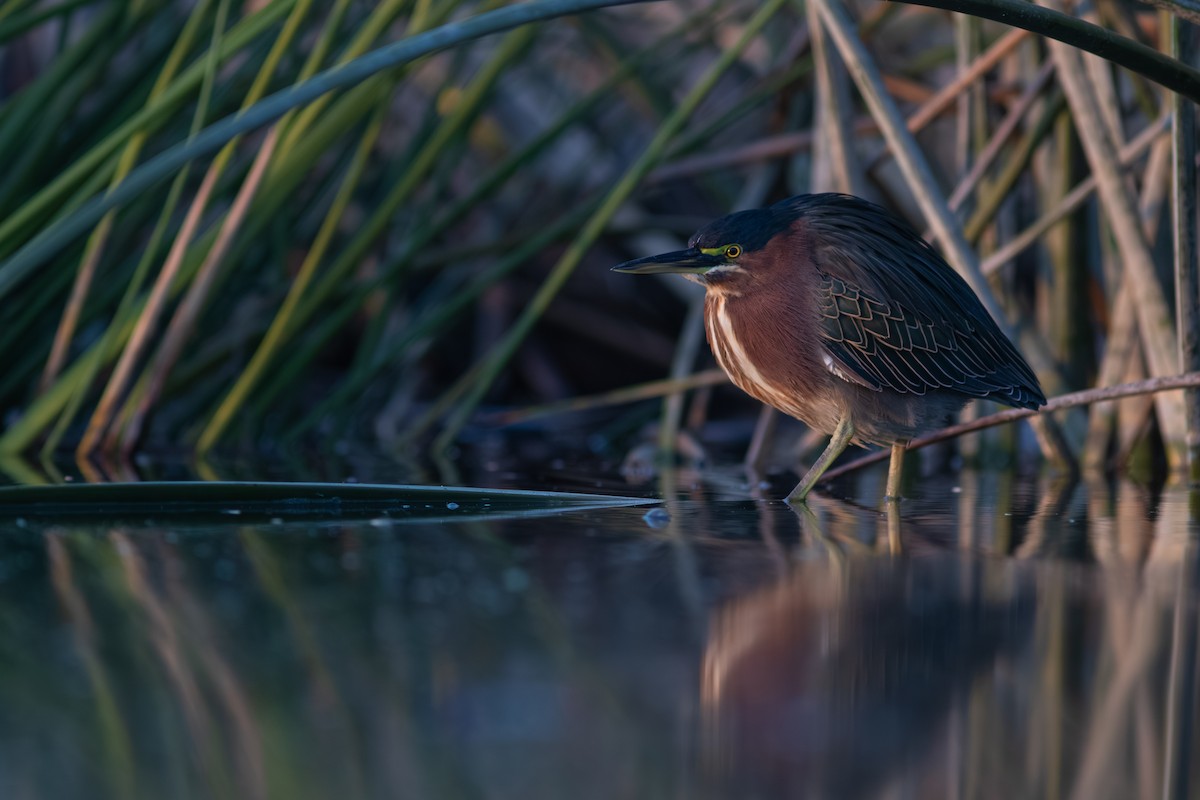 eBird Checklist - 16 Nov 2024 - IRWD San Joaquin Marsh & Wildlife ...
