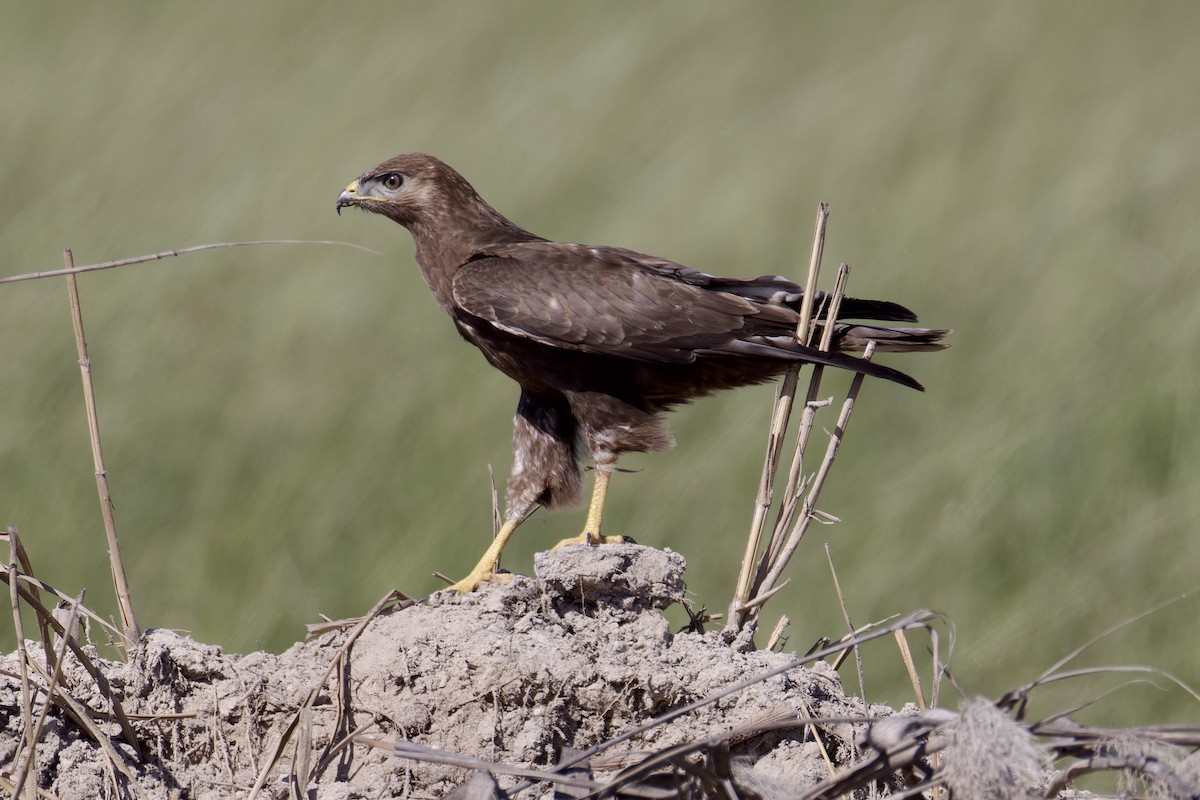 eBird Checklist - 16 Nov 2024 - Al Maha Forest--Pivot Fields (no access ...