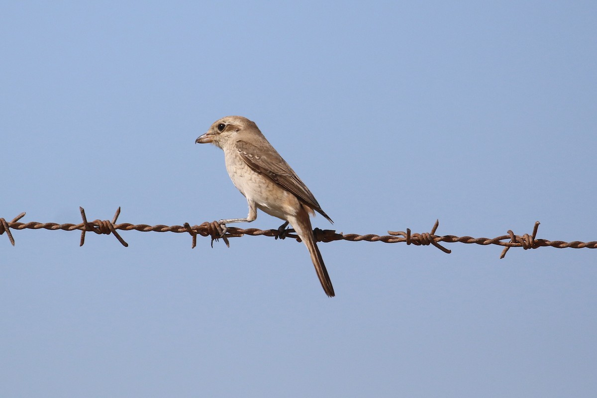 ML626364601 - Isabelline Shrike (Daurian) - Macaulay Library