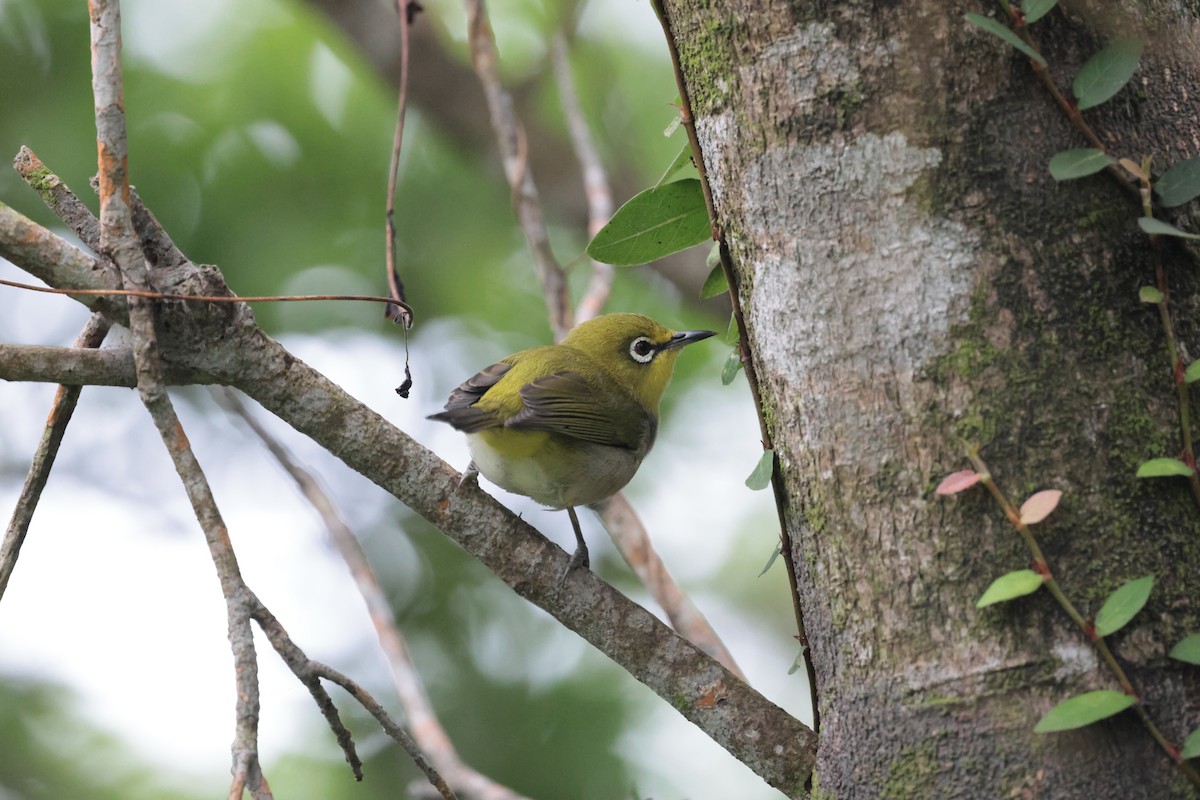Taiwan Bird Atlas Checklist - 5 Oct 2024 - 台中--台中都會公園全區(Taichung ...