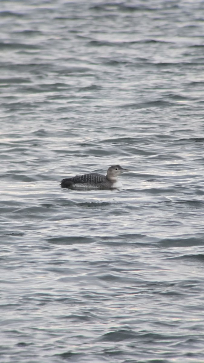 eBird Checklist - 17 Nov 2024 - Helena Valley Regulating Reservoir ...