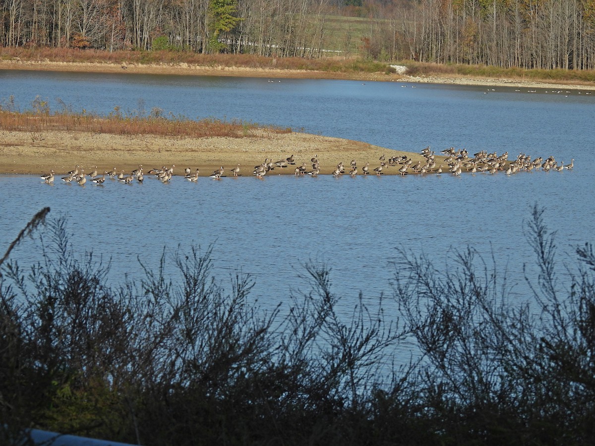 eBird Checklist - 16 Nov 2024 - Gibson Generating Station--East ...