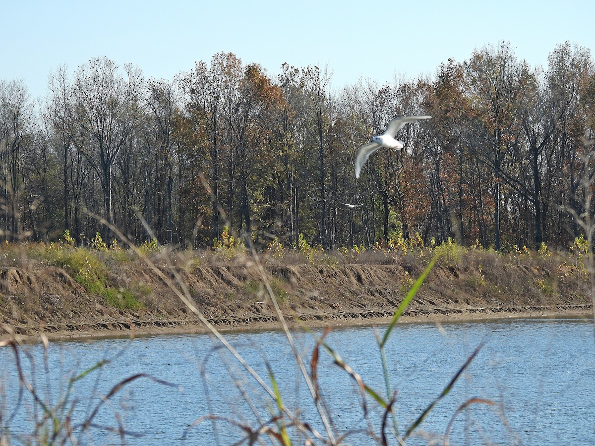ML626373259 - Bonaparte's Gull - Macaulay Library