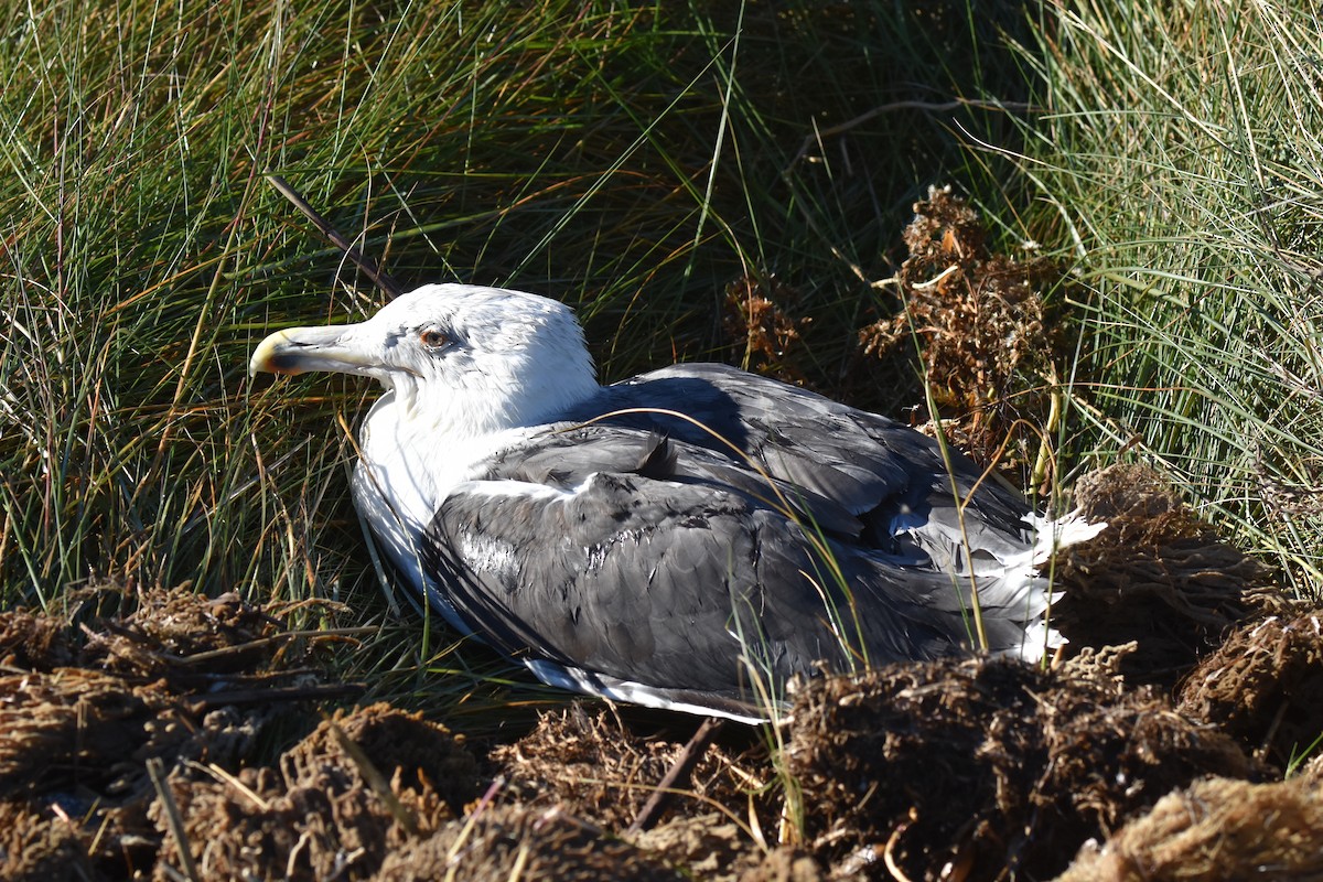 ML626373751 - Great Black-backed Gull - Macaulay Library