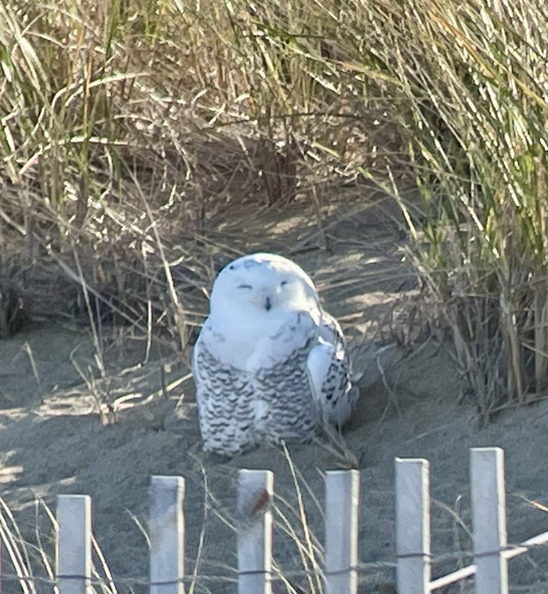 eBird Checklist - 17 Nov 2024 - Plum Island--North End - 1 species