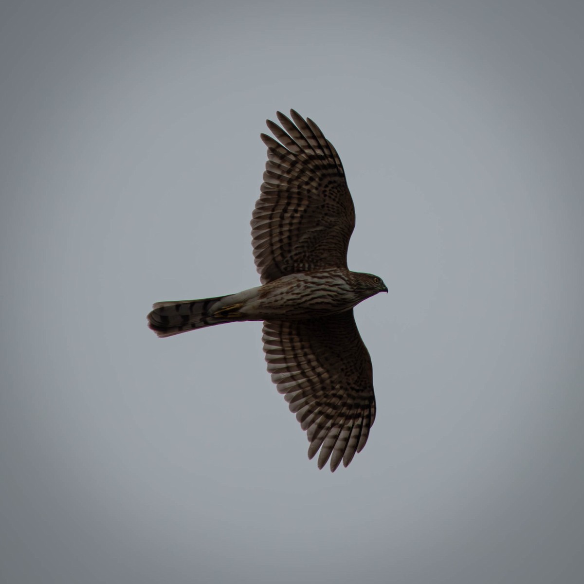 eBird Checklist - 17 Nov 2024 - I-20 Pond/Jenna Welch Nature Ctr. (FWTX ...