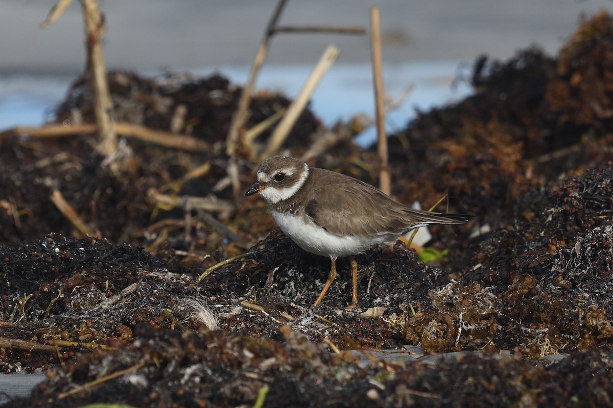 eBird Checklist - 17 Nov 2024 - Old A1A Beach at Summer Haven - 20 species