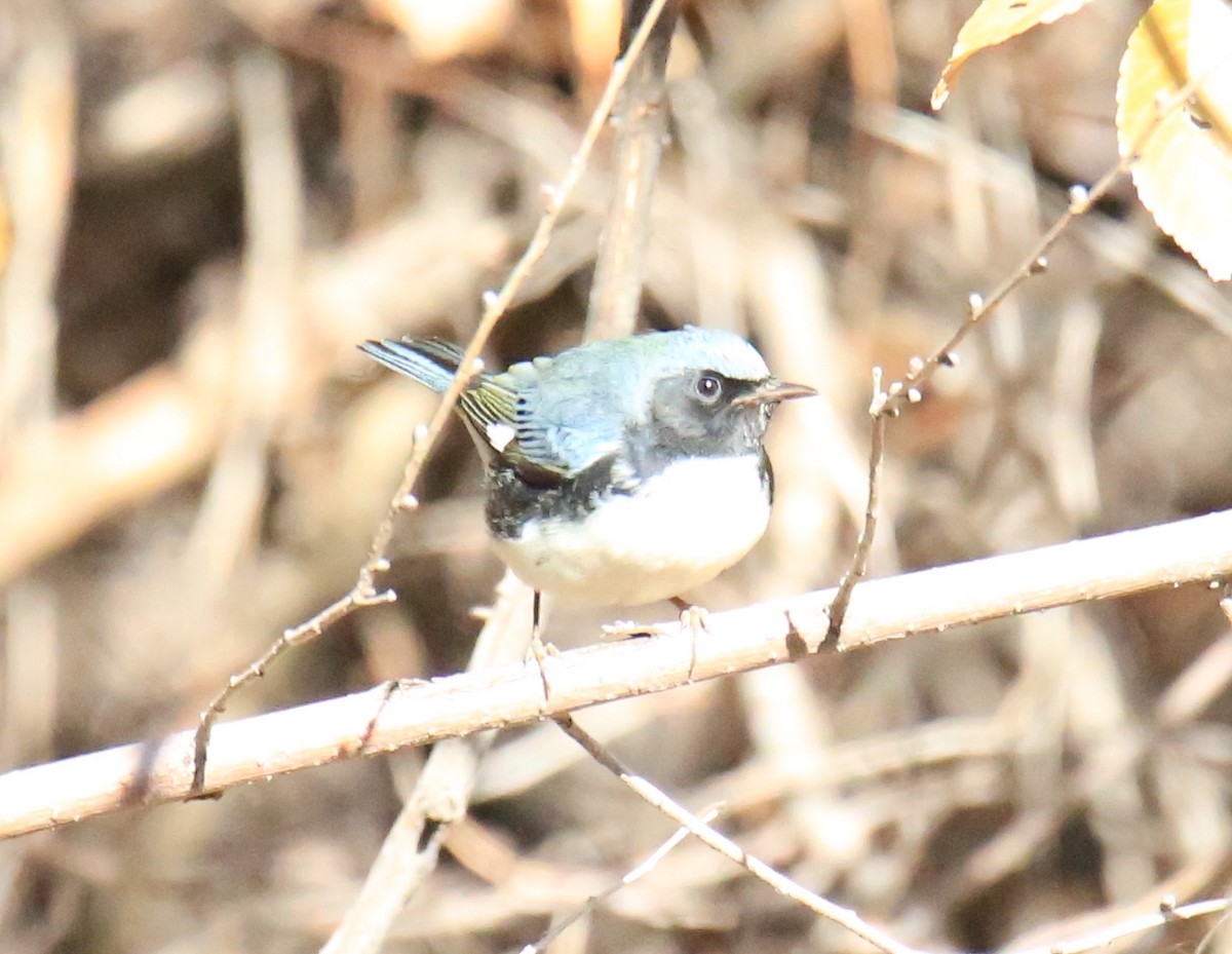 eBird Checklist - 17 Nov 2024 - CSU--Environmental Learning Center - 16 ...