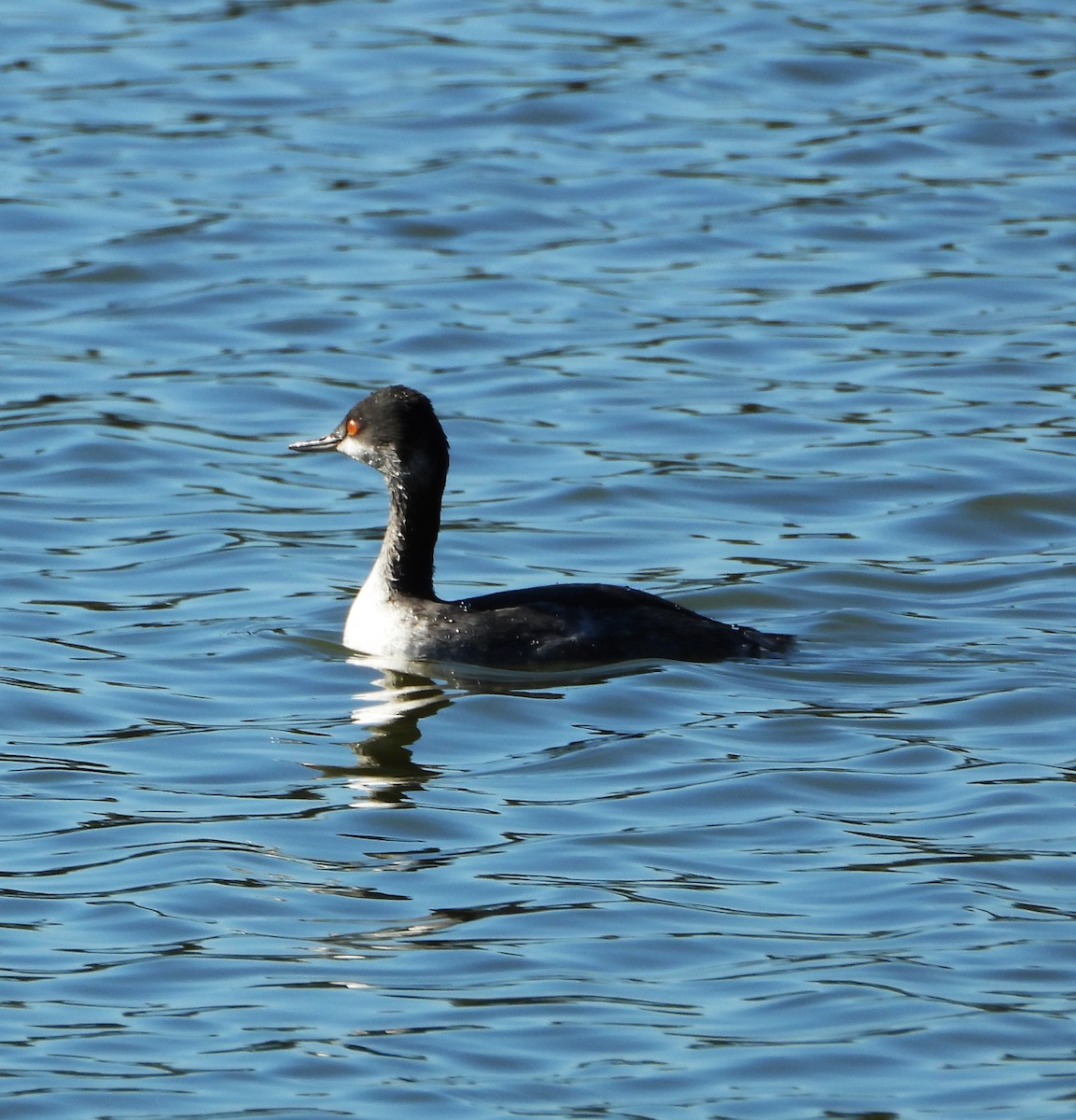 eBird Checklist - 17 Nov 2024 - Andree Clark Bird Refuge - 25 species