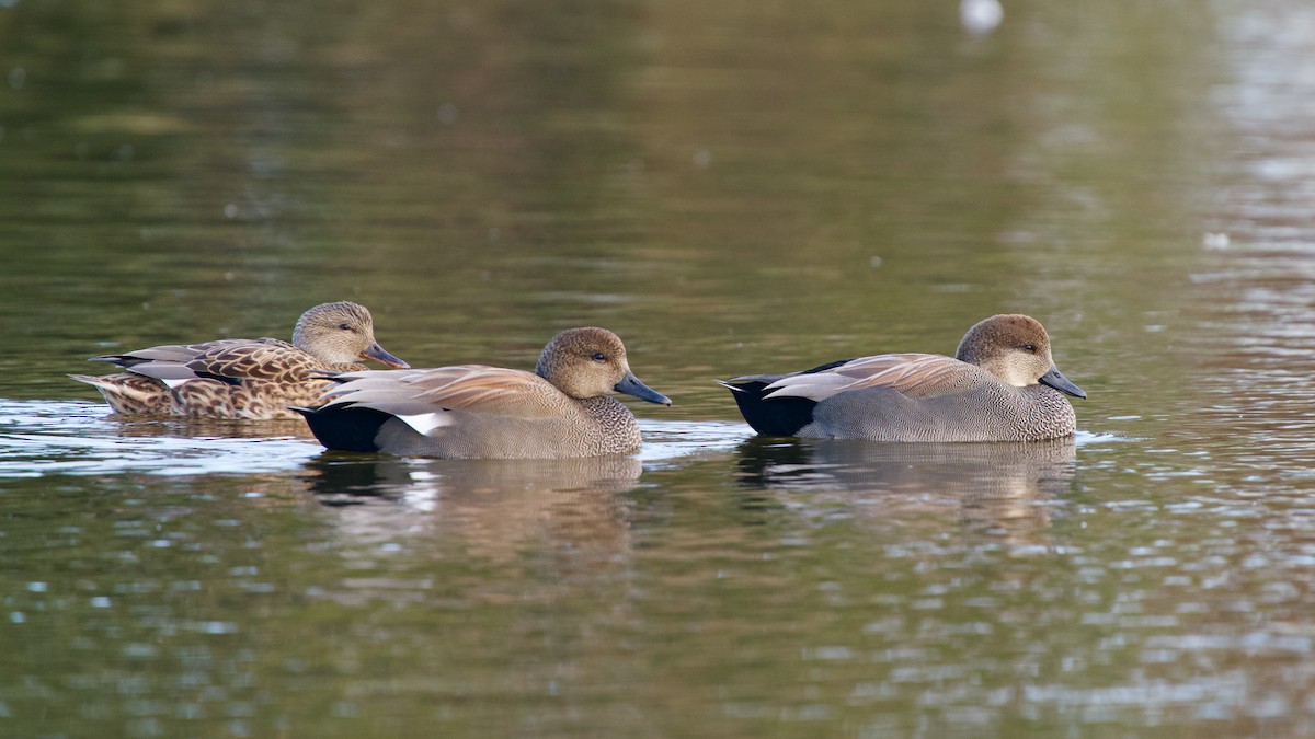 ML626404278 - Gadwall - Macaulay Library