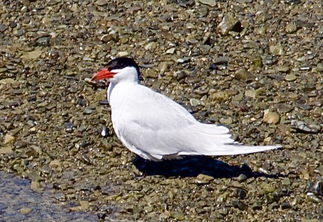 ML626406799 - Caspian Tern - Macaulay Library