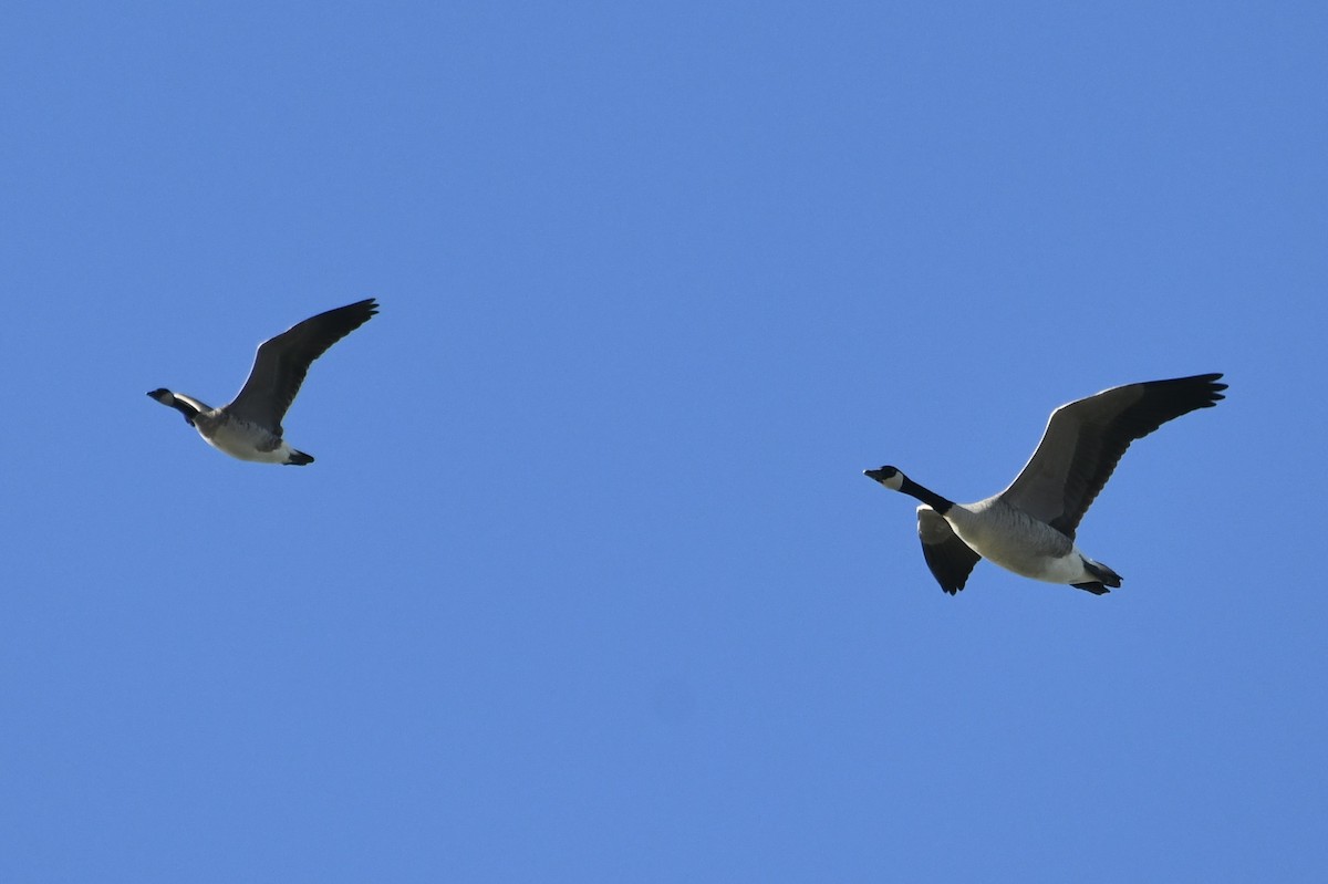 eBird Checklist - 17 Nov 2024 - Rocky Mountain Arsenal NWR--Lake Ladora ...