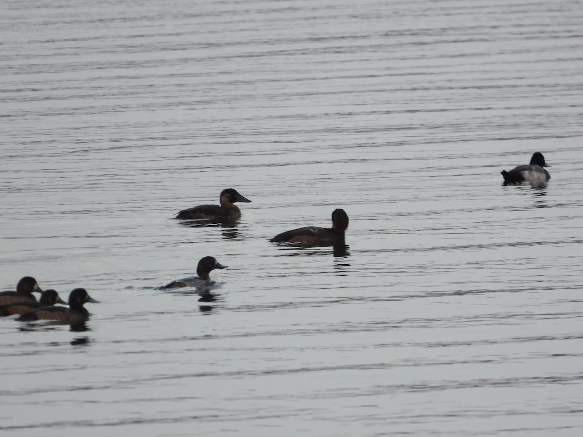 eBird Checklist - 17 Nov 2024 - Gull Lake - Fraulin Dr - 12 species