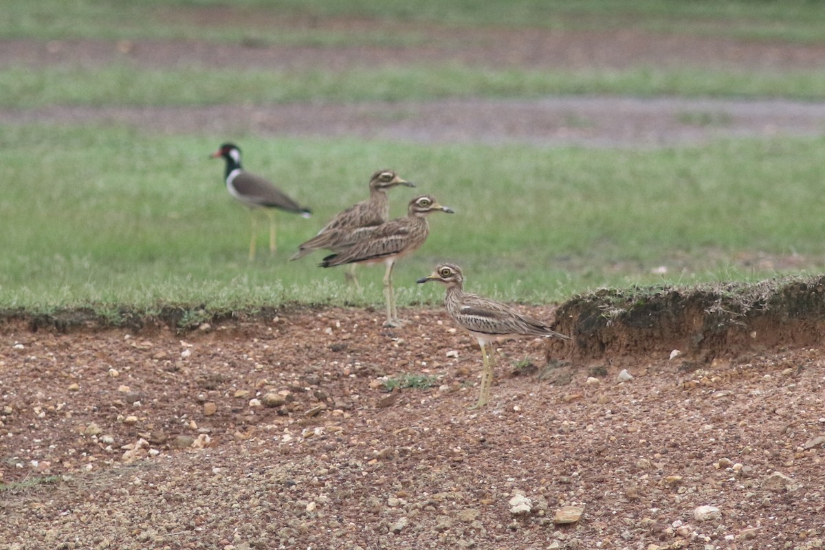 eBird Checklist - 12 Oct 2024 - Tha Laeng--stakeout Indian Thick-knee ...