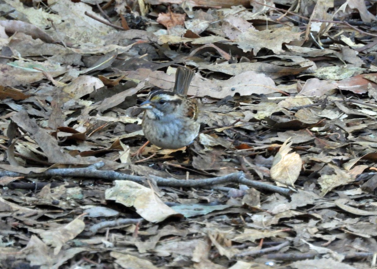 eBird Checklist - 18 Nov 2024 - Frank G. Bonelli RP/Puddingstone ...