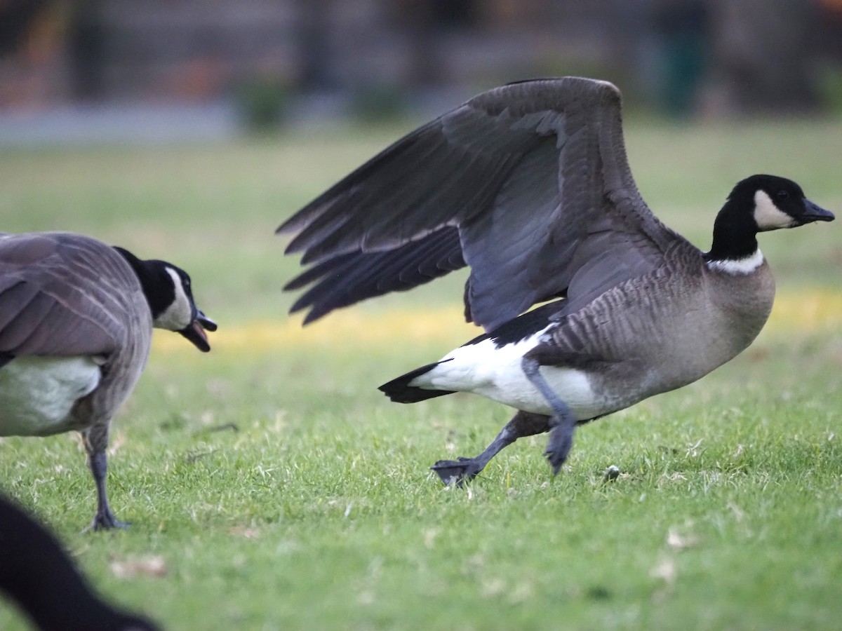 ML626427431 - Cackling Goose - Macaulay Library