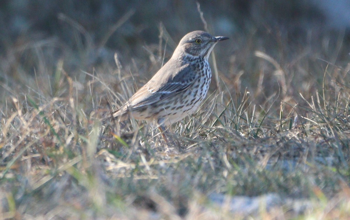 ML626429347 - Sage Thrasher - Macaulay Library