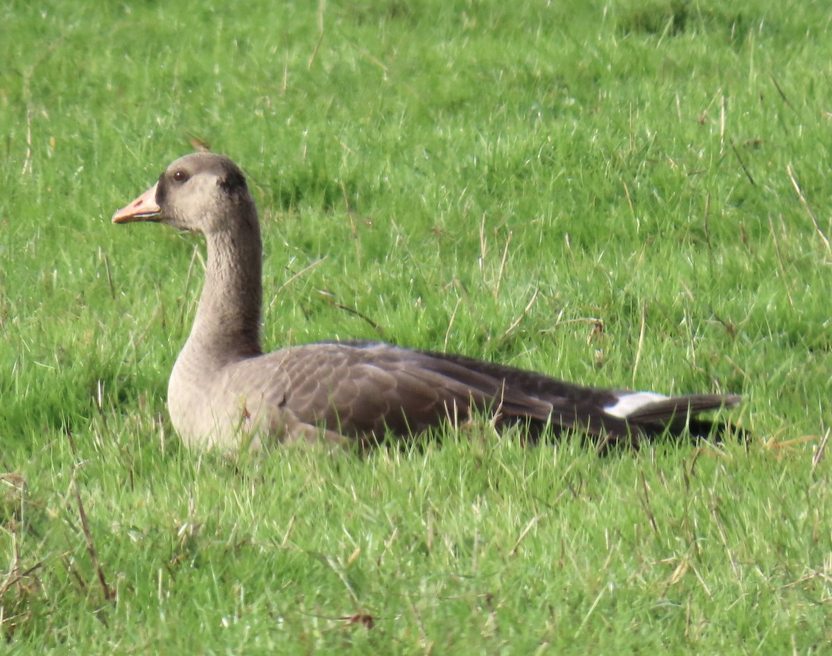 eBird Checklist - 18 Nov 2024 - Arcata Bottoms--south of Lanphere Rd ...