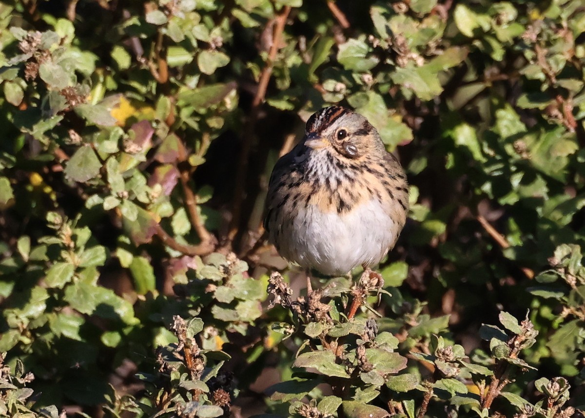 eBird Checklist - 18 Nov 2024 - Elk - 19 species