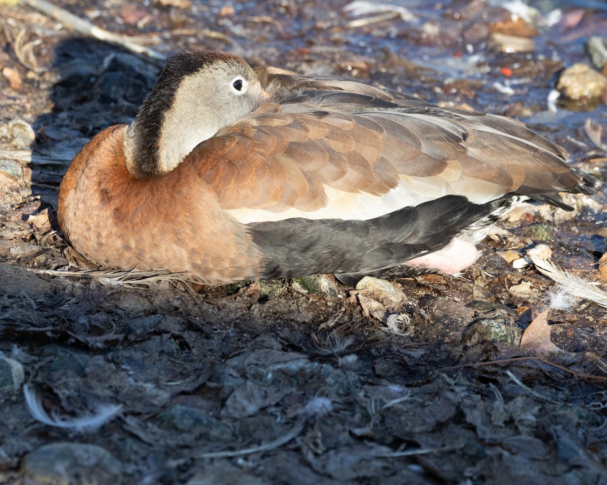 eBird Checklist - 18 Nov 2024 - McCray’s Country Creamery and Farm - 3 ...