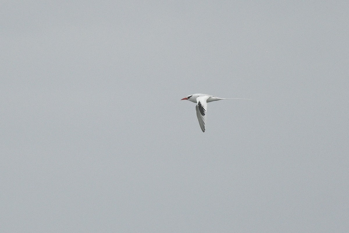 eBird Checklist - 14 Nov 2024 - Avalon--8th St. Jetty (Avalon Seawatch ...
