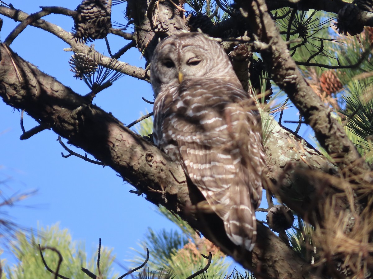 eBird Checklist - 18 Nov 2024 - Parker River NWR - 21 species
