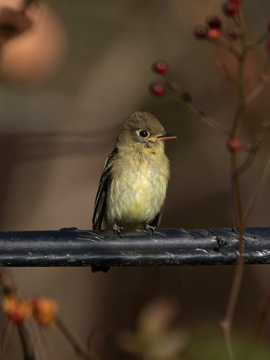 eBird Checklist - 18 Nov 2024 - Angle Fly Preserve - 15 species