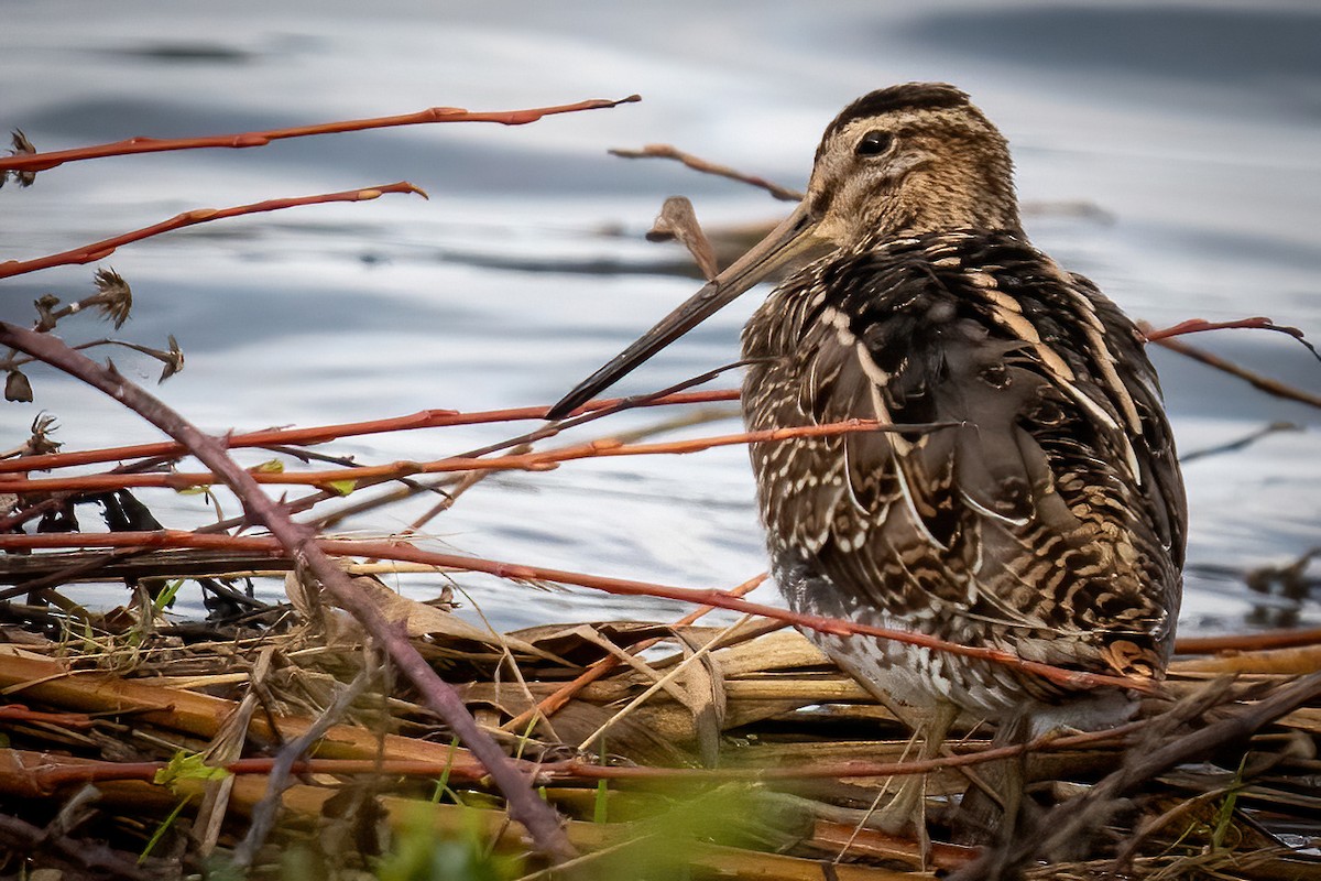 ML626433896 - Common Snipe - Macaulay Library