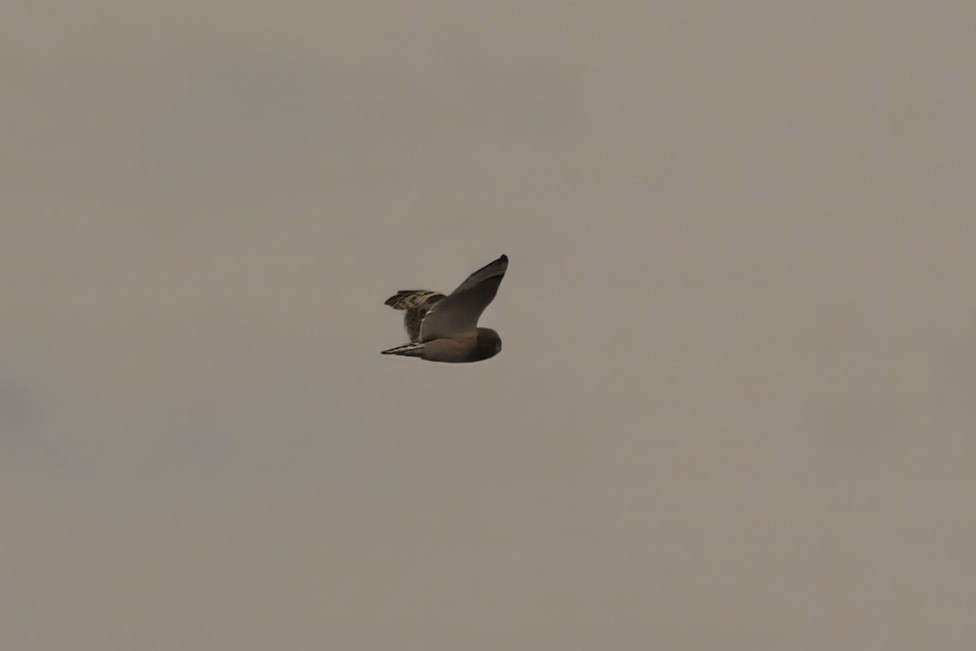 eBird Checklist - 18 Nov 2024 - Holiday Beach CA--Hawk Tower - 1 species